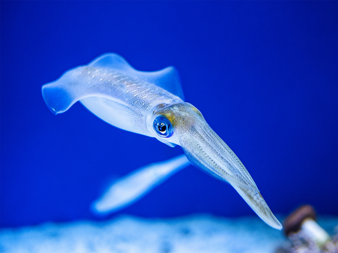 A Classic Polystrate Fossil | The Institute for Creation Research